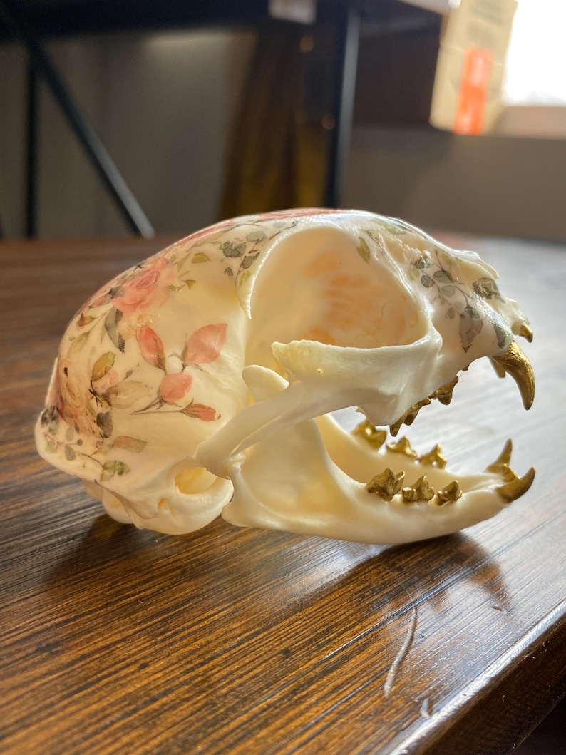 Real Bobcat Skull | Skull Art - Etsy