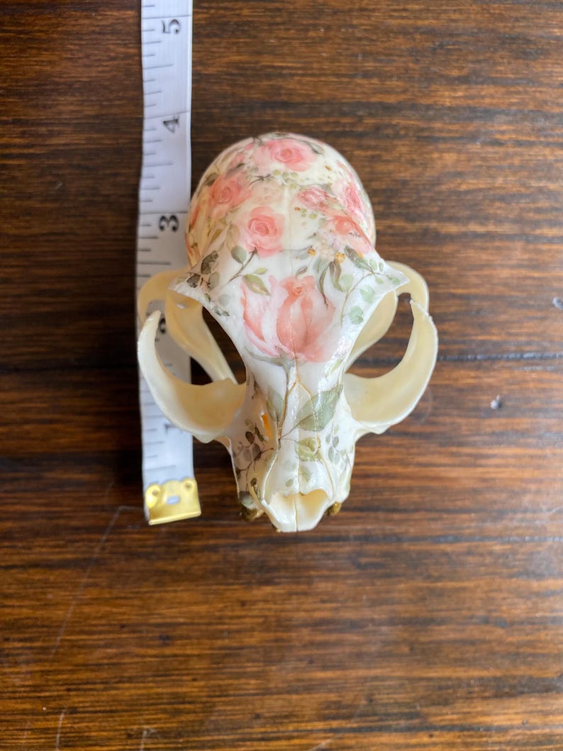 Real Bobcat Skull | Skull Art - Etsy
