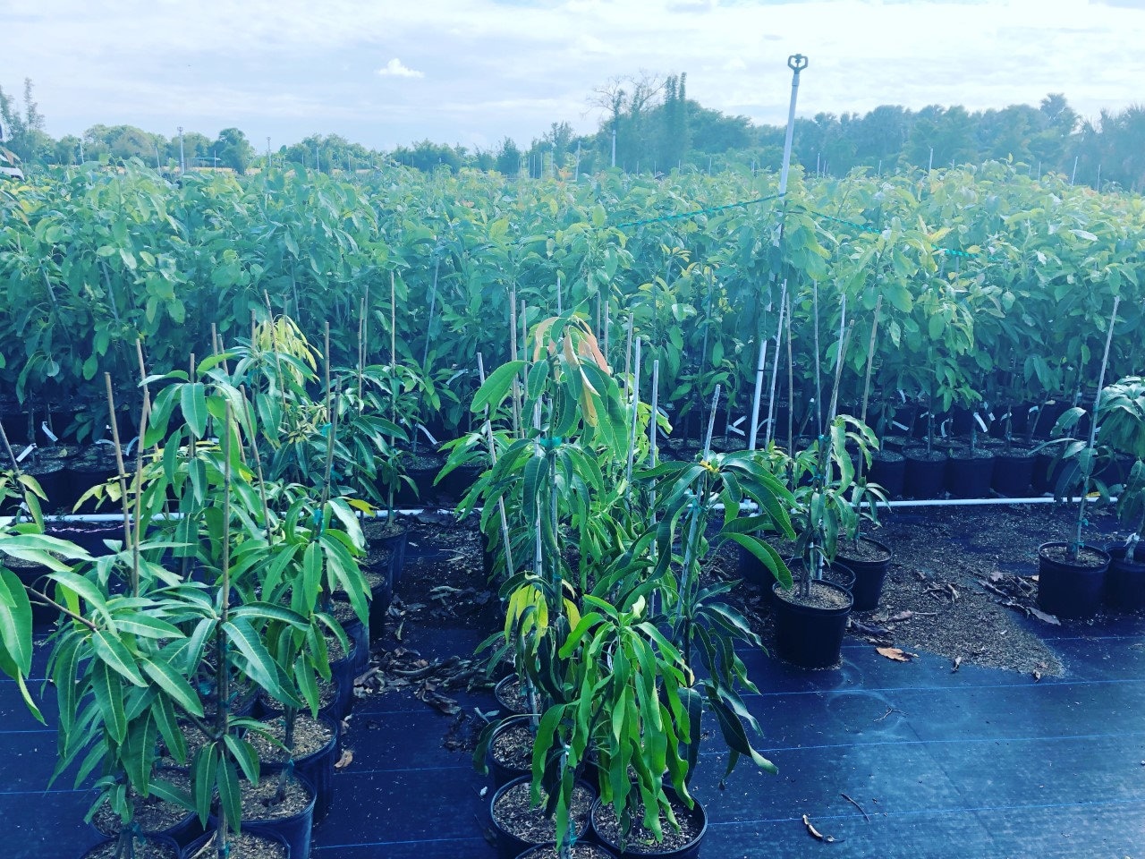 OHIA Tree Grafted Lychee Tree 1.5-4 Feet Tall Tropical Tree - Etsy