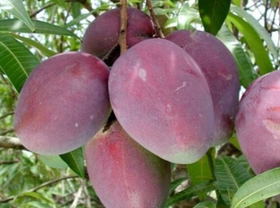 Mango Tree Rapoza (Raposa) Dwarf Varierty Grafted, 59% OFF
