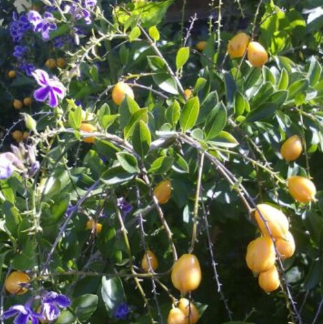 ARAZA Tree Grafted 1.5-4 Feet Tall Rare Tropical Fruit Tree - Etsy