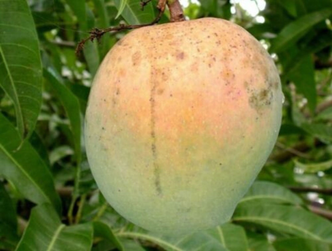 BOMBAY MANGO TREE Grafted 1.5-4 Feet Tall Tropical Tree From - Etsy