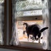 Catio DIY Digital Plan - Window Box for Cats - Etsy