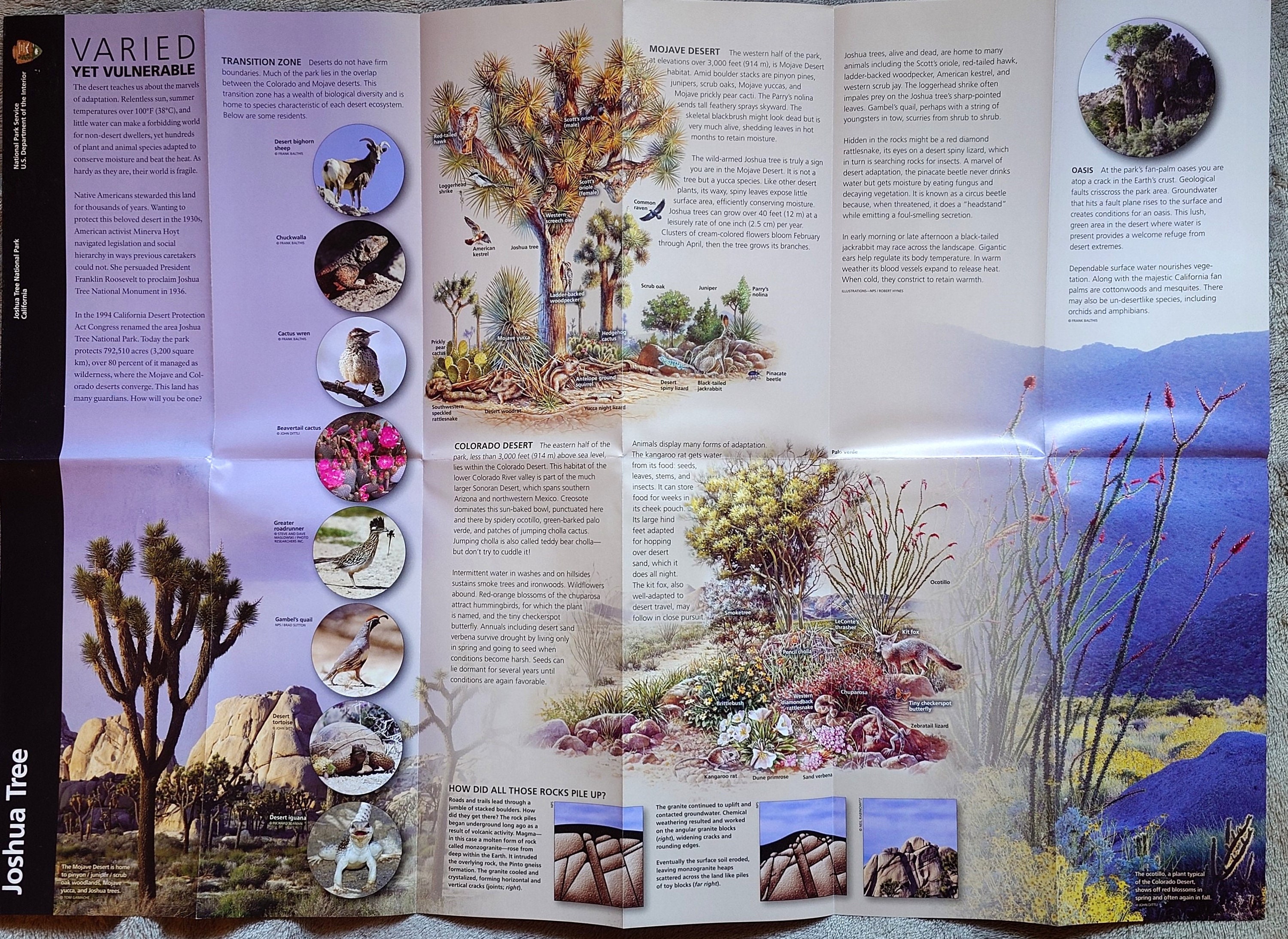 Joshua Tree National Park Official NPS Guide Map Brochure National ...