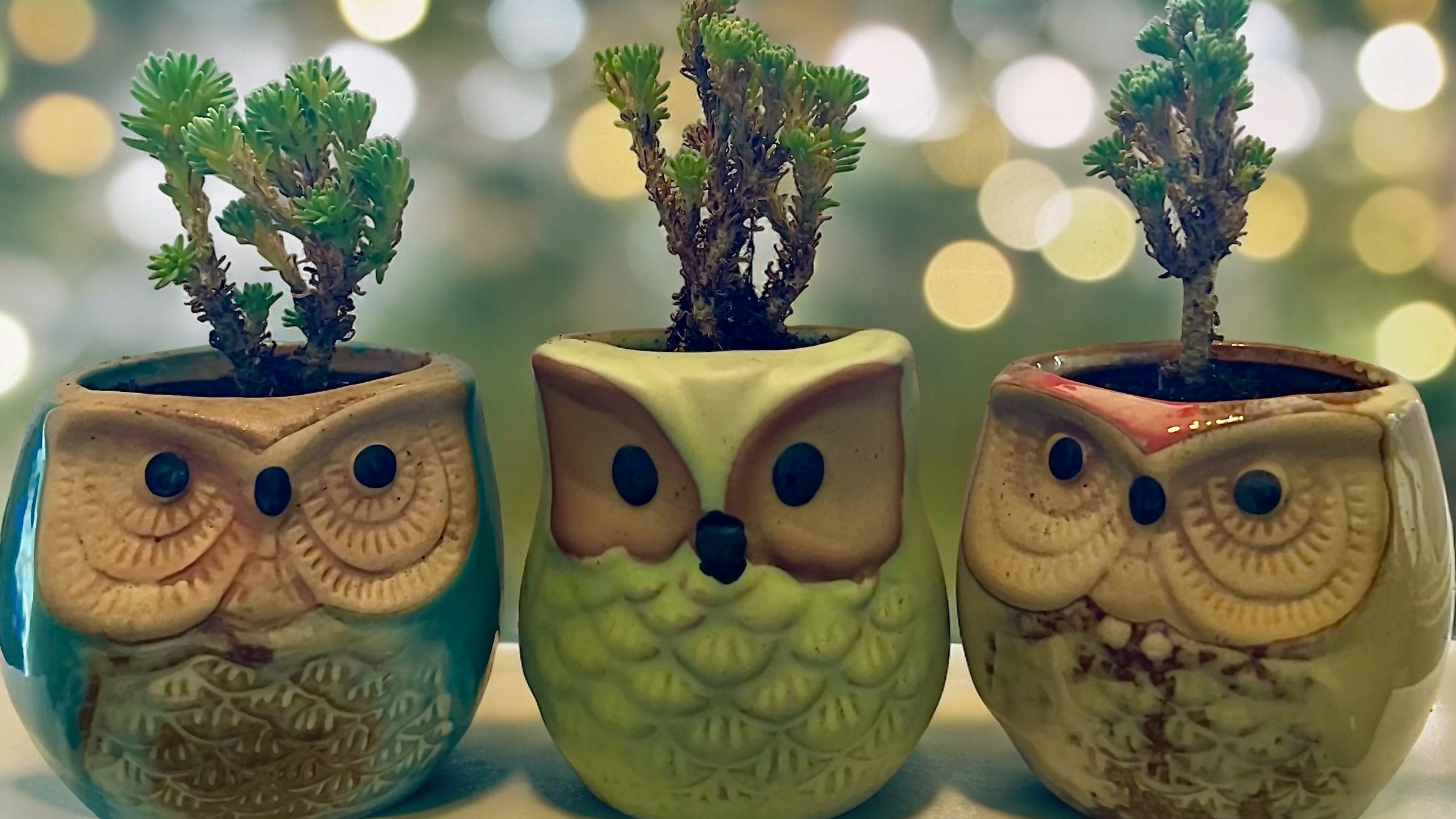 Mini Joshua Tree Multiple Sizes - Etsy