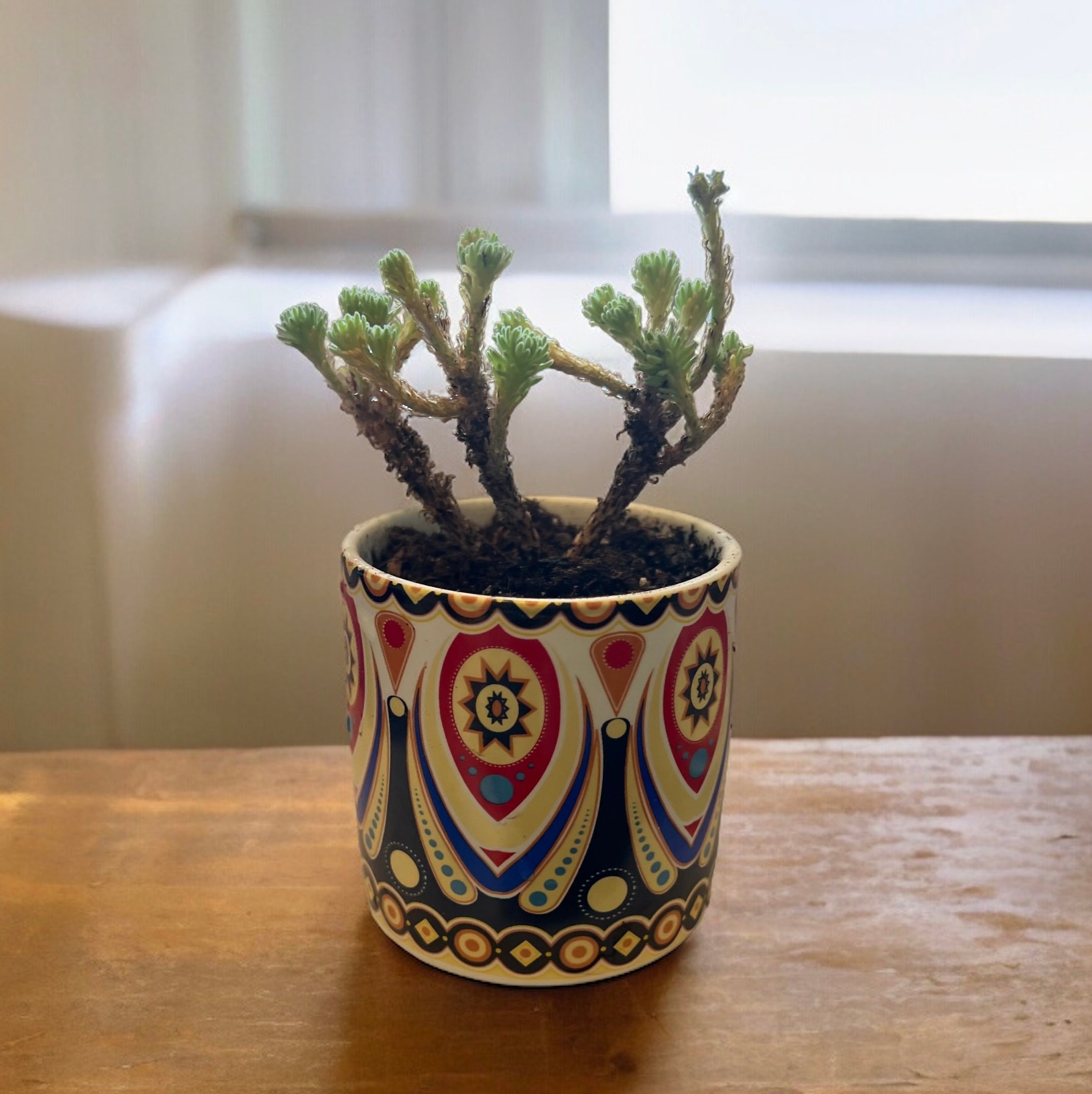 Mini Joshua Tree Multiple Sizes - Etsy