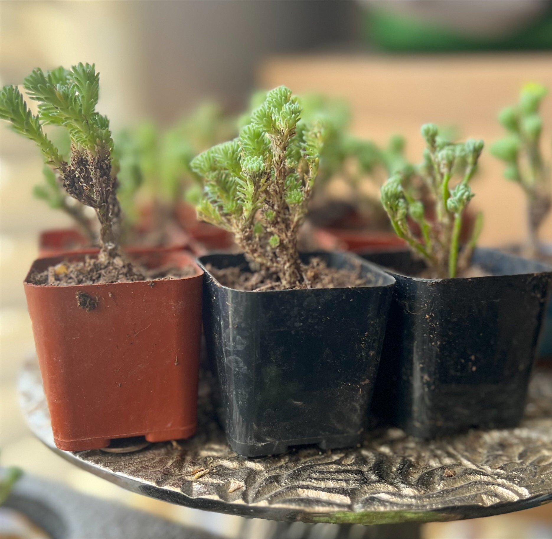 Mini Joshua Tree Multiple Sizes - Etsy