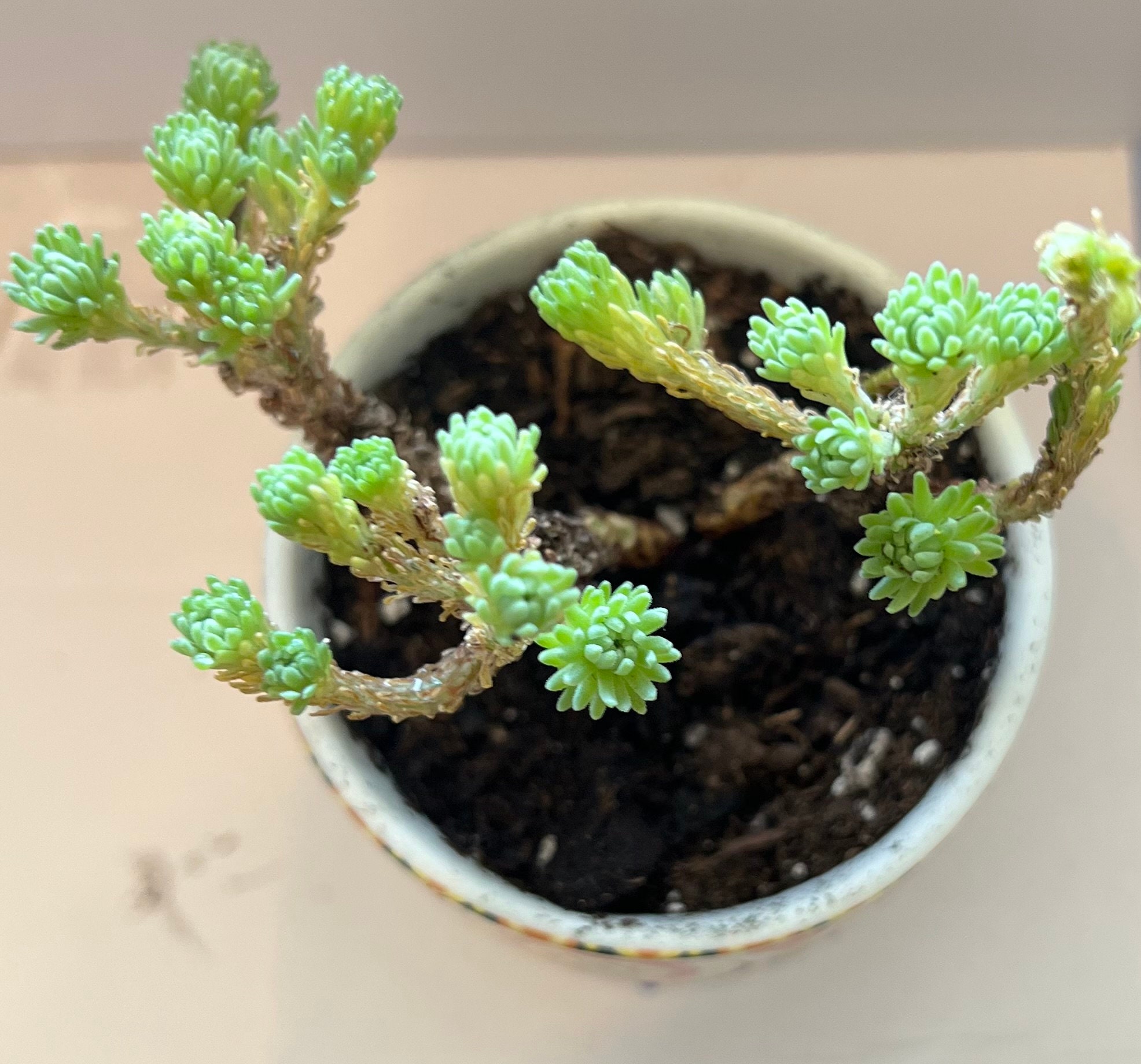 Mini Joshua Tree Multiple Sizes - Etsy