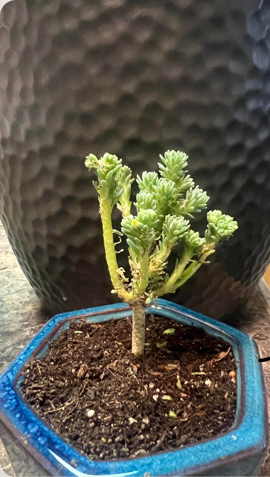 Mini Joshua Tree Multiple Sizes - Etsy