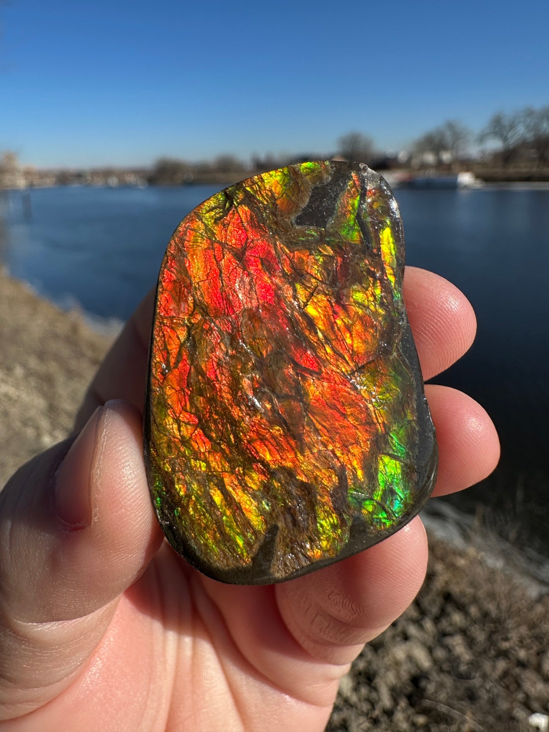 Amazing Natural Ammolite Specimen Ammolite From Canada Polished ...