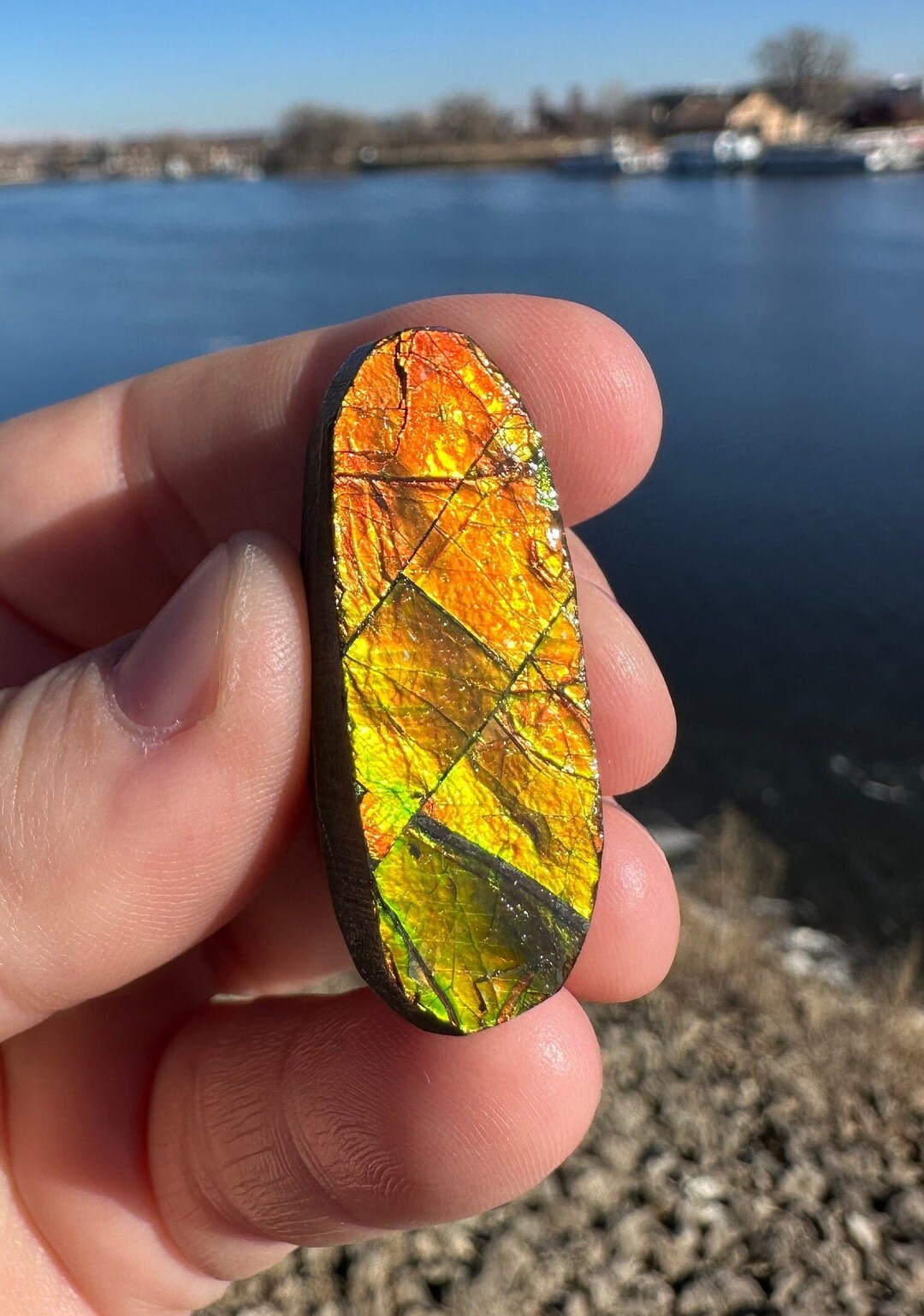 Amazing Natural Ammolite Specimen | Ammolite From Canada | Polished ...
