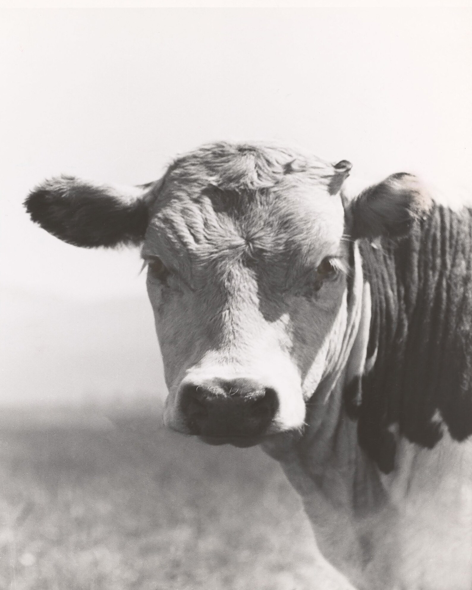 Grumpy Cow and His Friends - Etsy