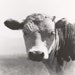 Grumpy Cow and His Friends - Etsy