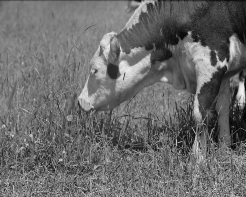 Grumpy Cow and His Friends - Etsy