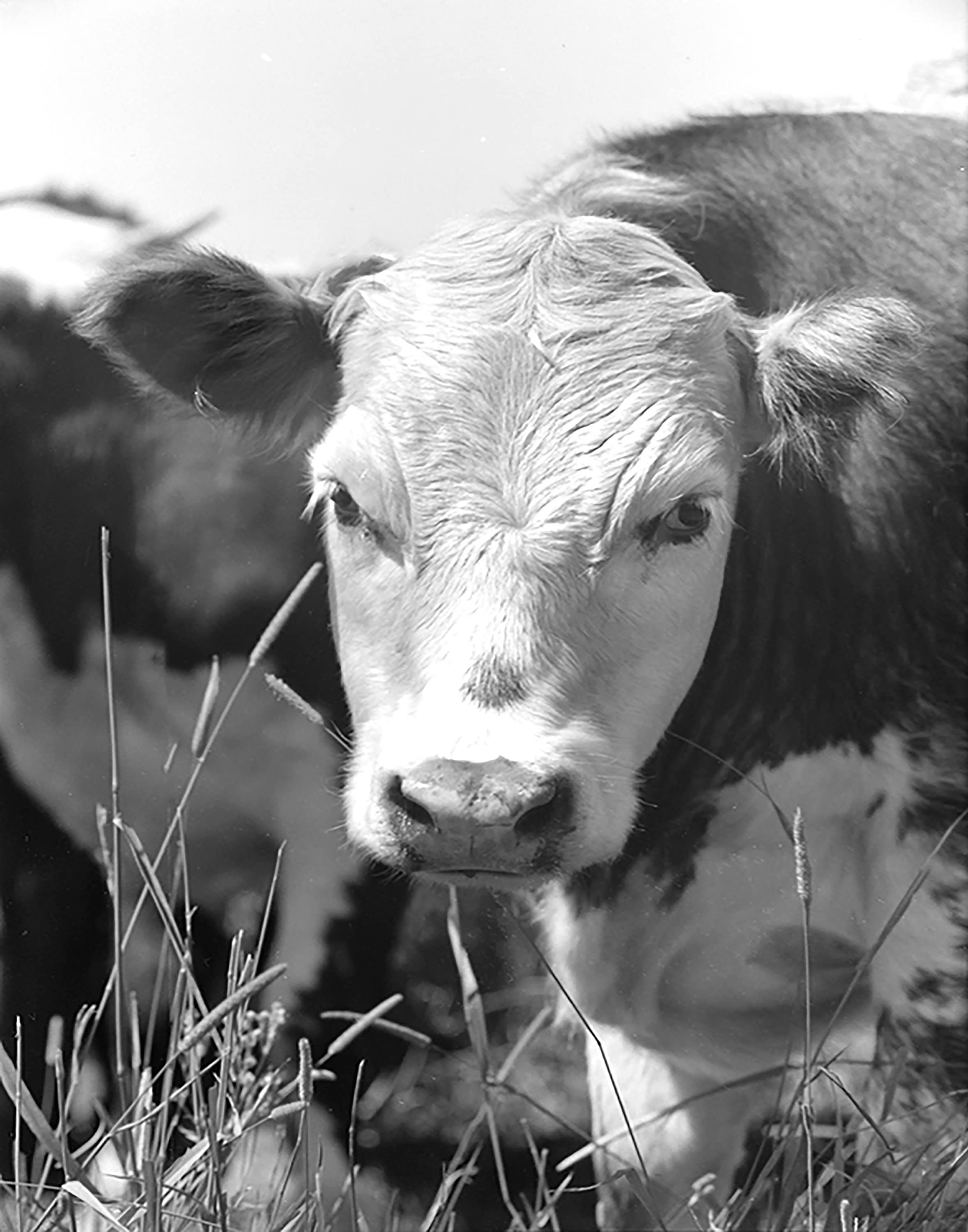 Grumpy Cow and His Friends - Etsy