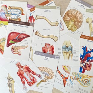 20 Anatomy Flash Cards Two-sided - Etsy