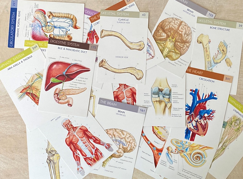 20 Anatomy Flash Cards Two-sided - Etsy