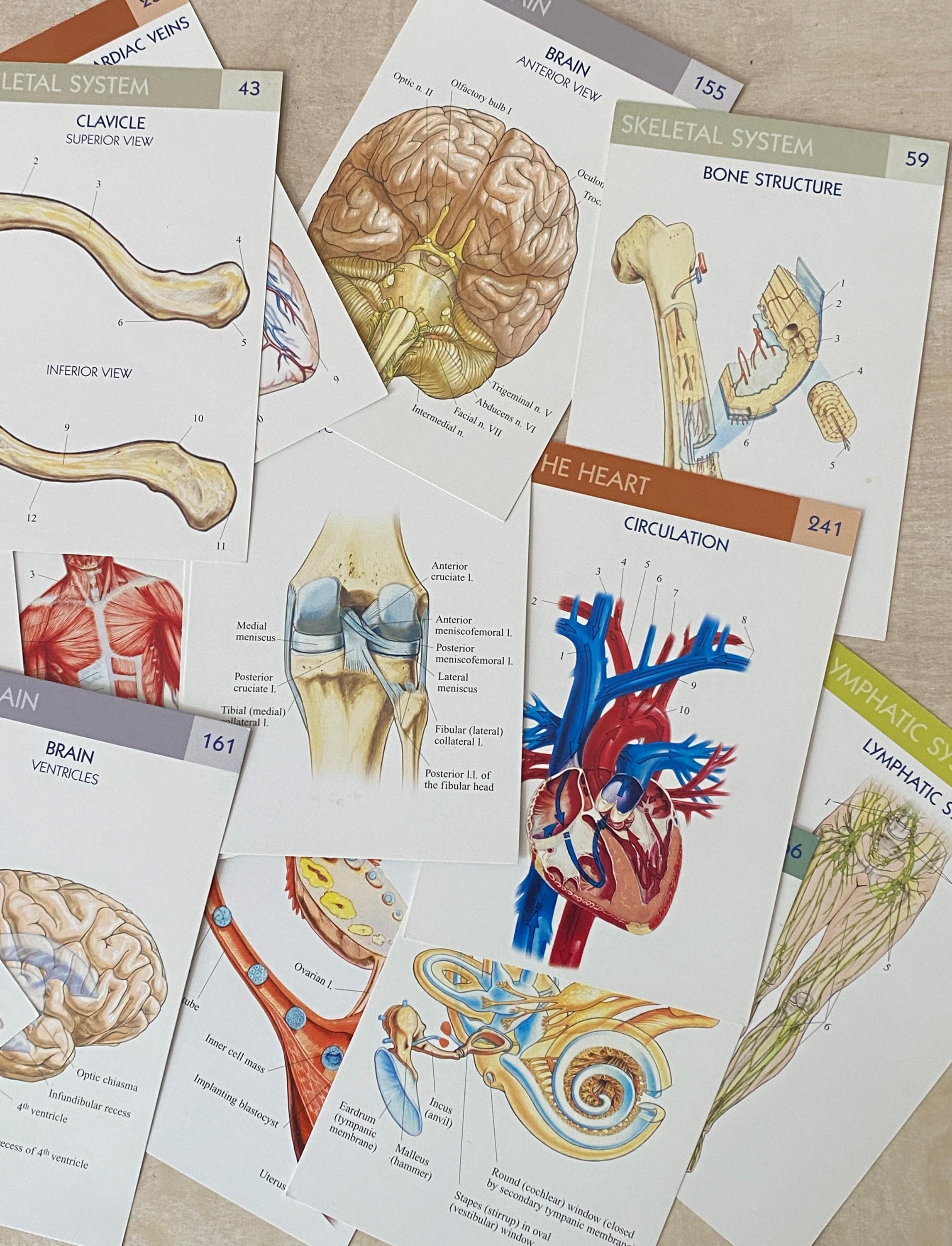 20 Anatomy Flash Cards Two-sided - Etsy