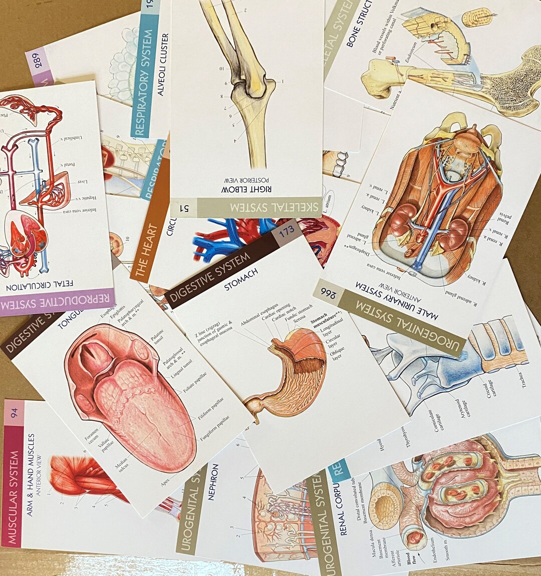 20 Human Anatomy Cards for Collage, Altered Art Parts of the Body - Etsy