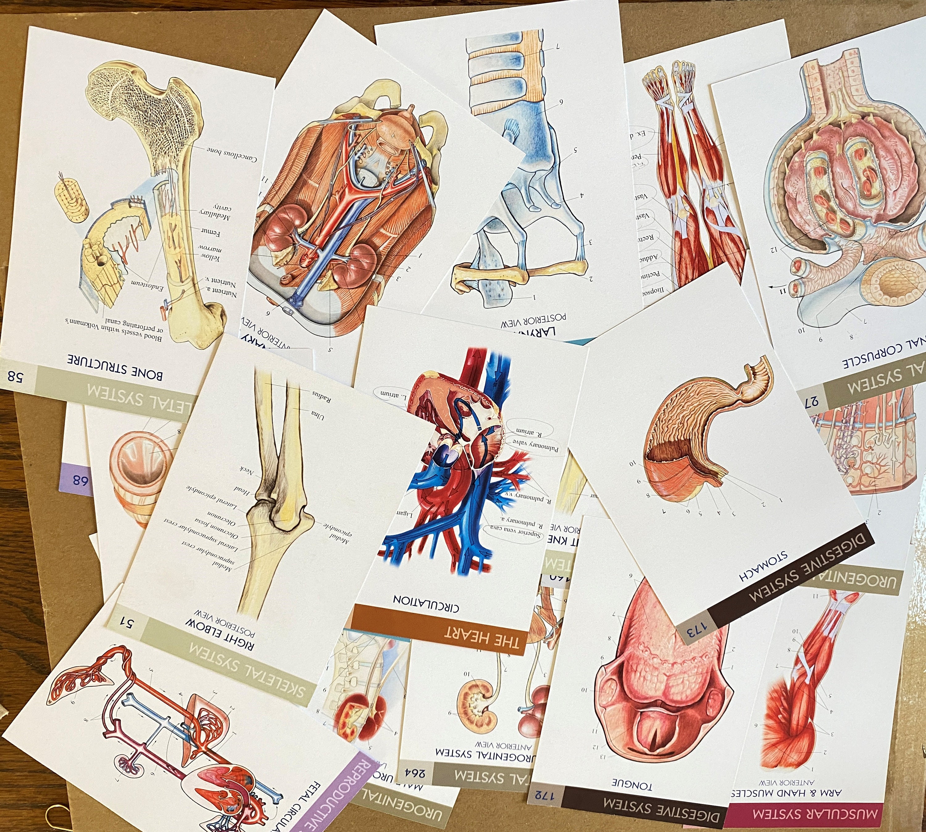 20 Human Anatomy Cards for Collage, Altered Art Parts of the Body - Etsy