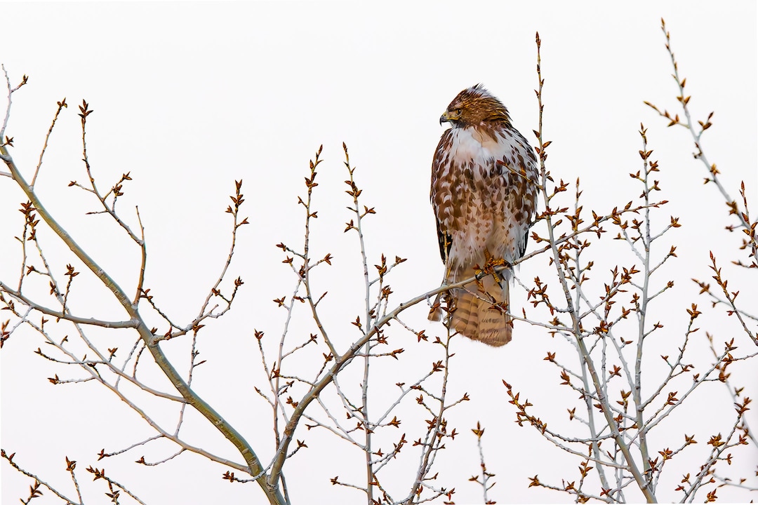 Red-tailed Hawk at Dawn (museum Quality Print - Lifetime Guarantee!) - Etsy