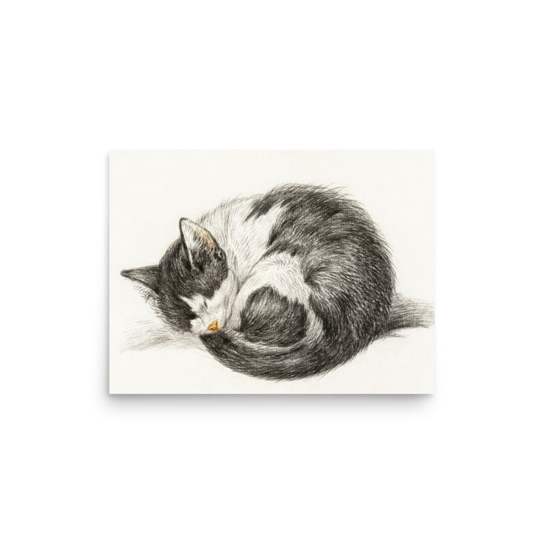 Rolled up Lying Sleeping Cat (1825). Poster by Jean Bernard - Etsy