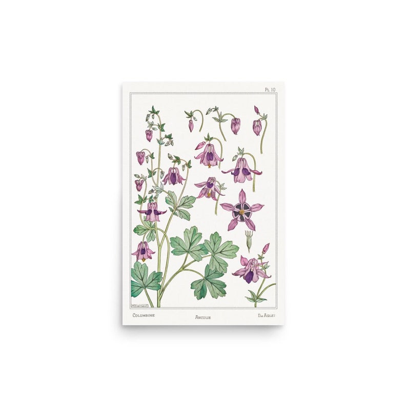 Columbine From La Plant Et Ses Applications Ornamentales (1896). Poster ...