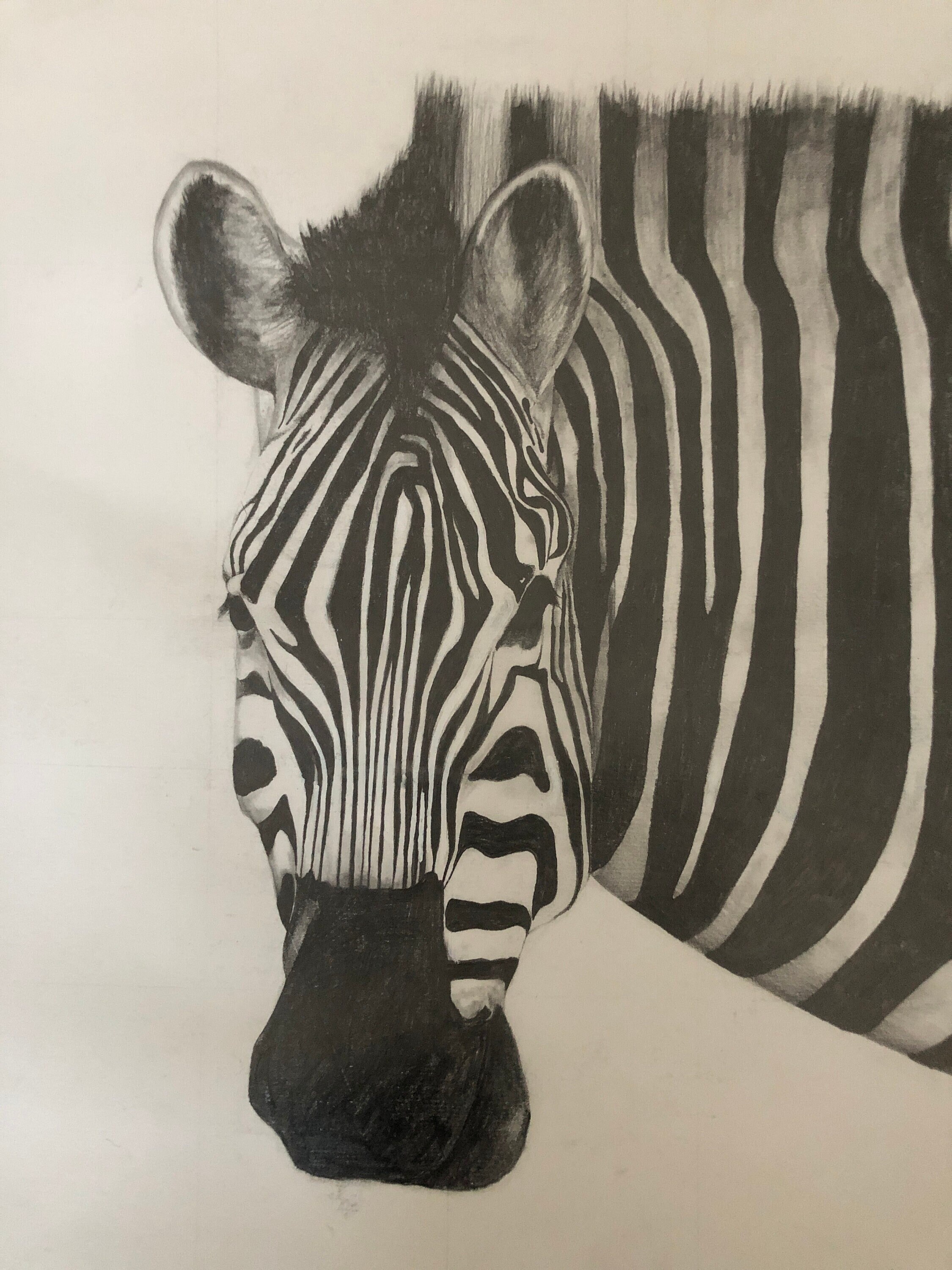 Zebra Head Pencil Drawing - Etsy