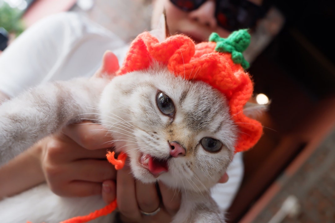 Cat Hat Make Your Cat so Cute and Unique Cat/cat in the Hat/cat in the ...