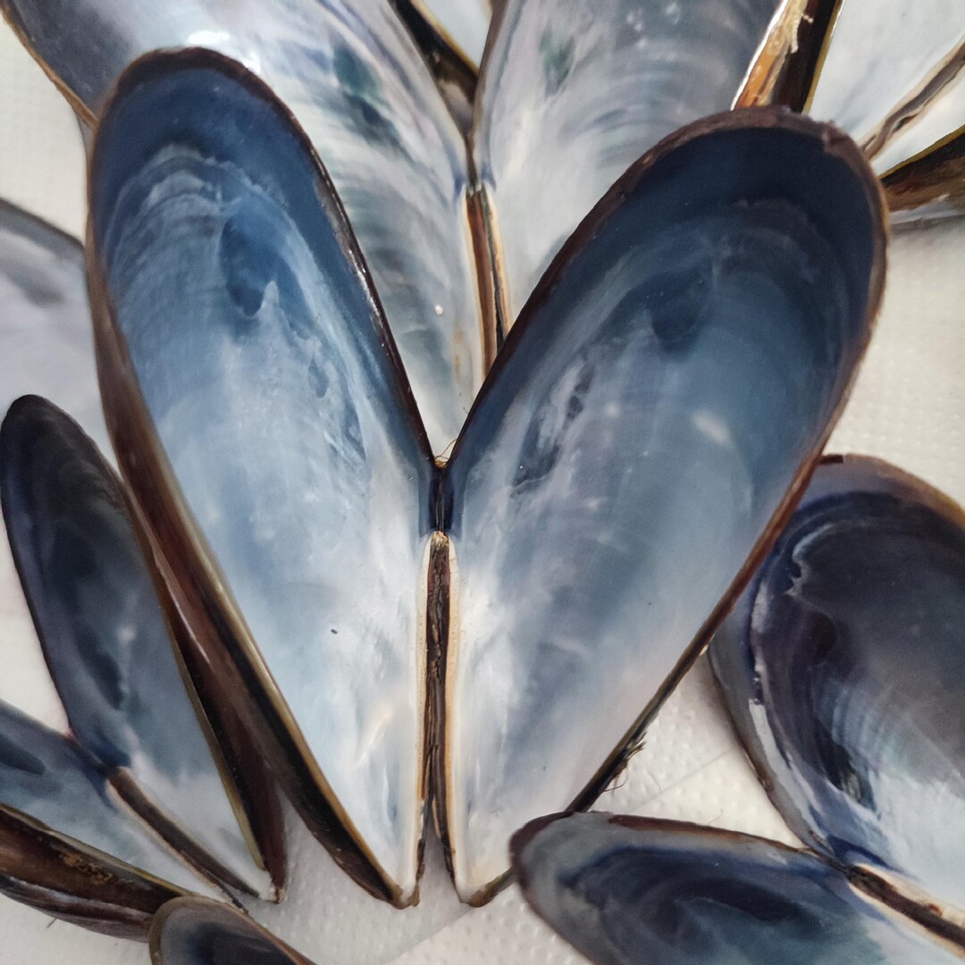 Mussel Shells, Blue, Varnished - Etsy