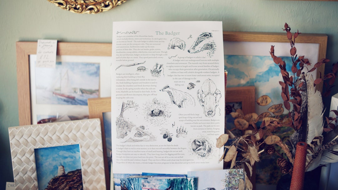 Badger Fact Sheet - Illustrated Poster - English Woodland Wildlife - Etsy