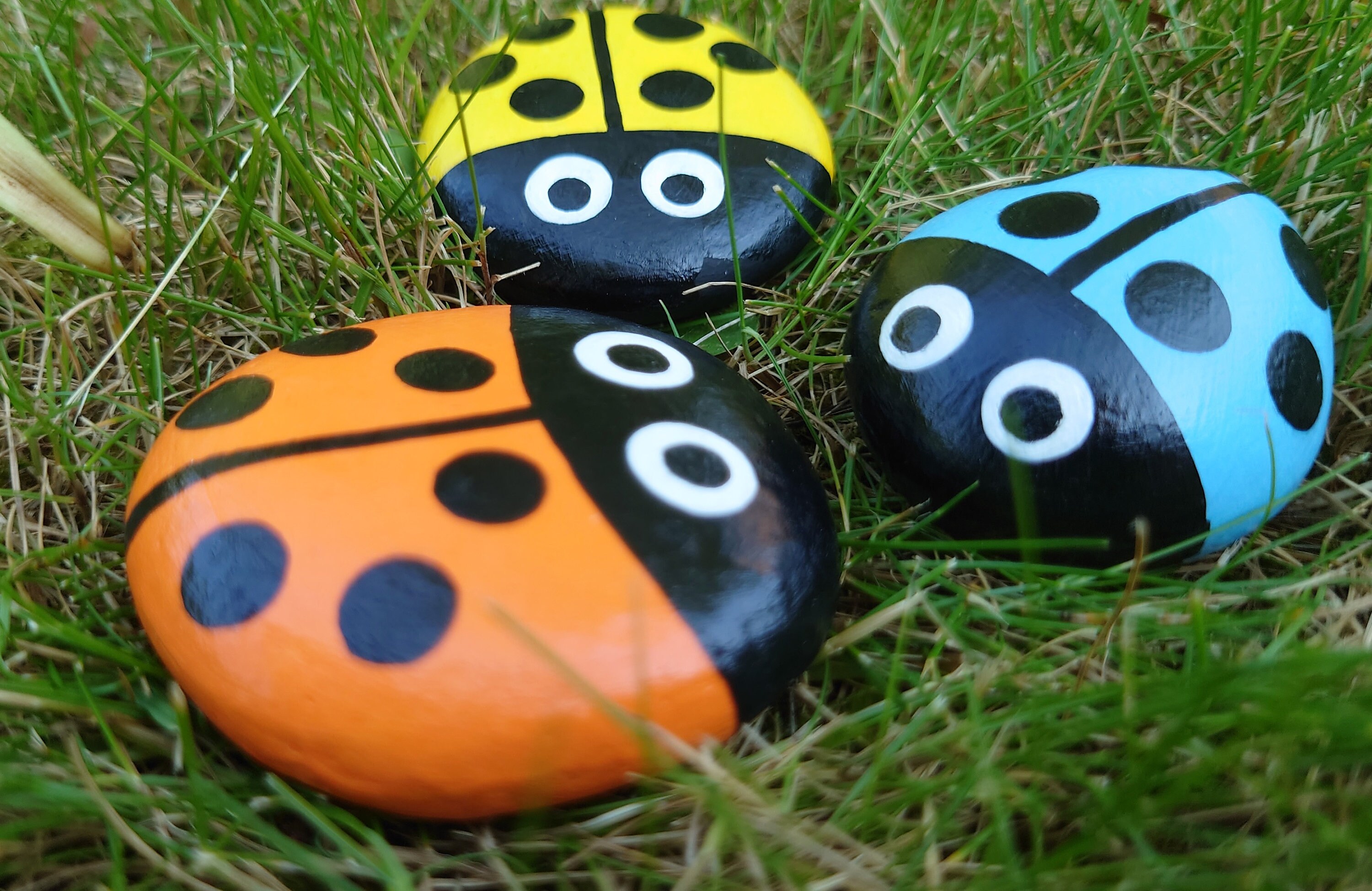Ladybird Painted Pebble Various Colours and Sizes Nature Pebble Insect ...