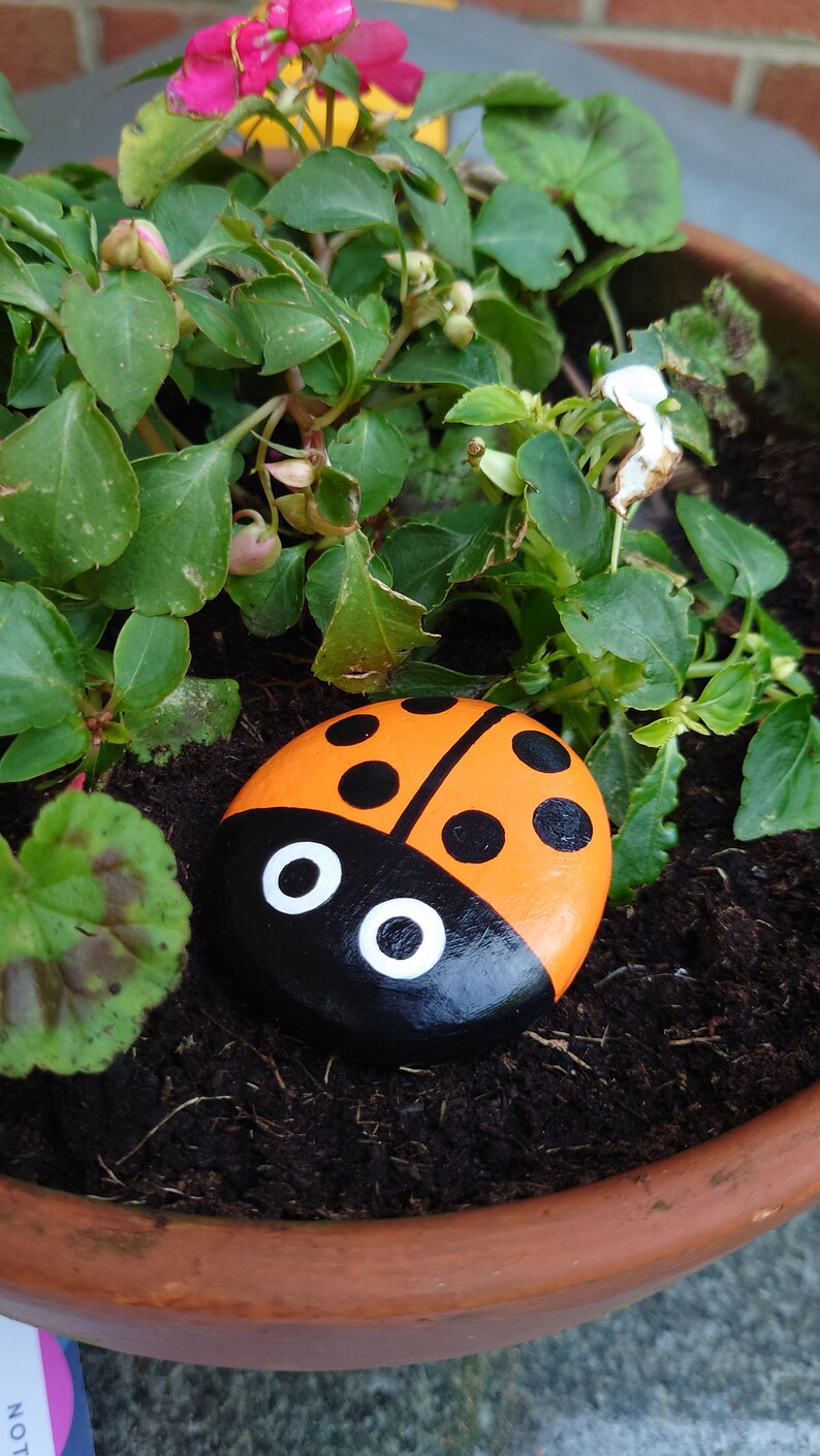 Ladybird Painted Pebble Various Colours and Sizes Nature Pebble Insect ...