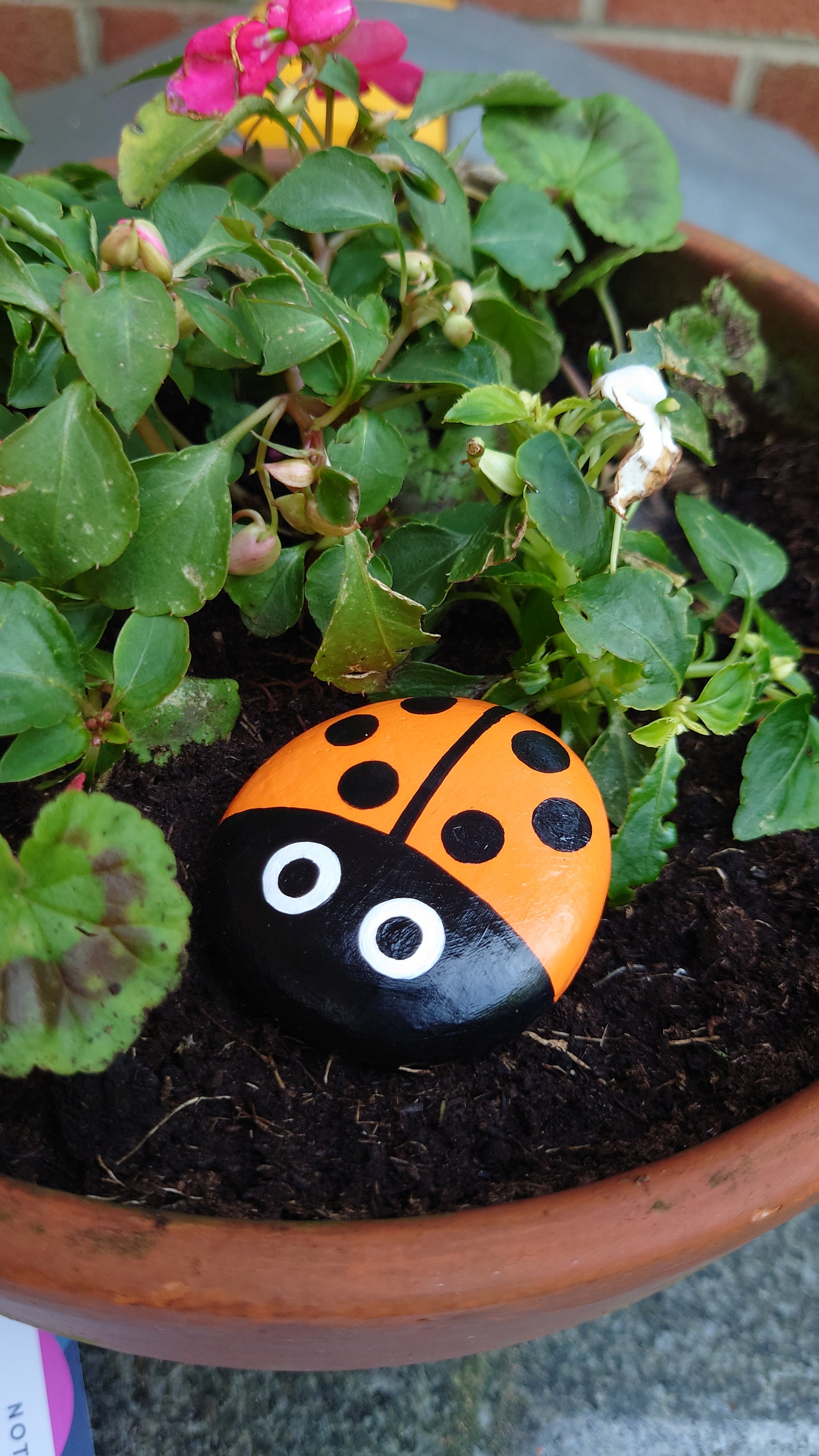 Ladybird Painted Pebble Various Colours and Sizes Nature Pebble Insect ...