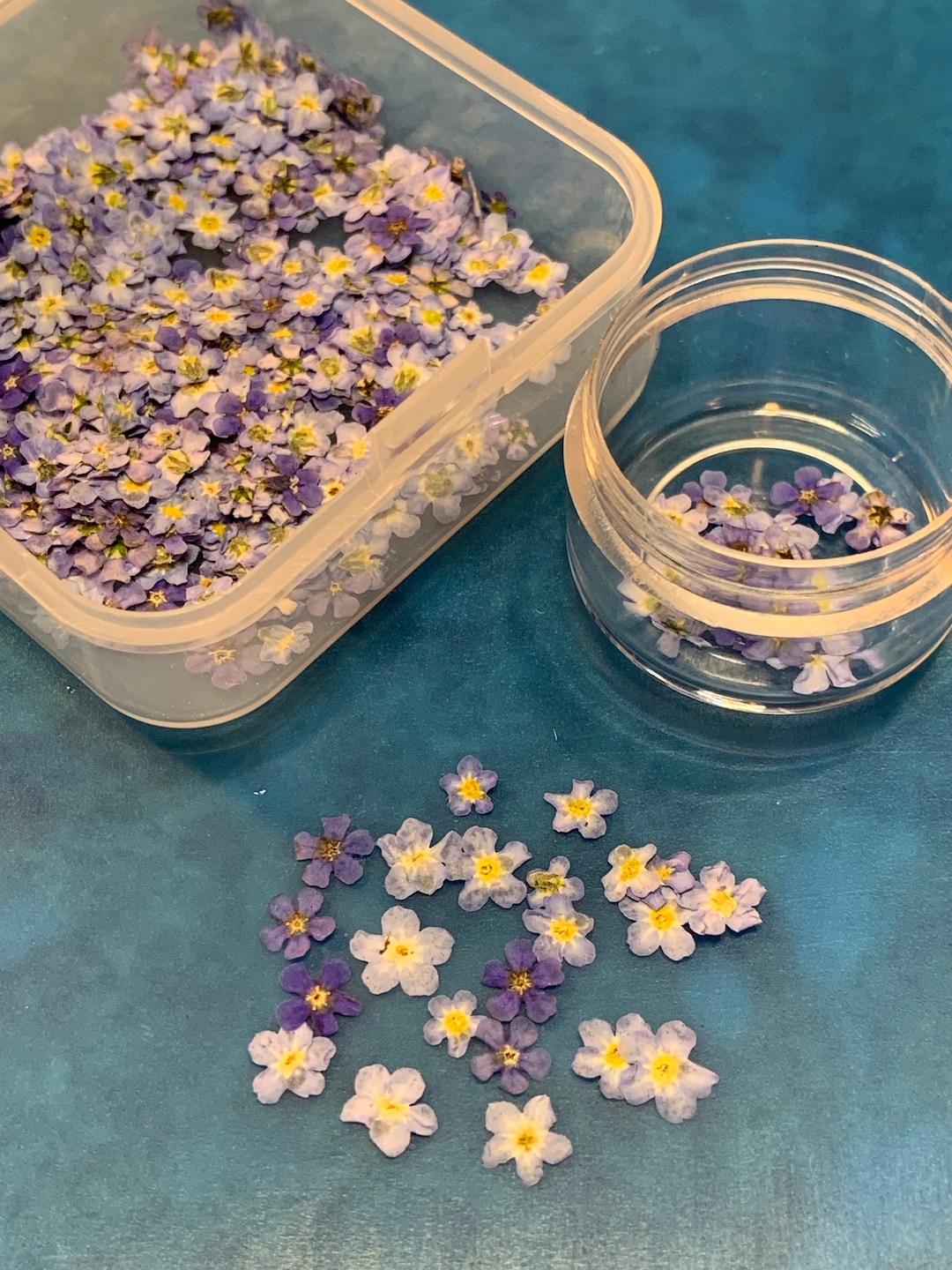 Sweet Little Blue Forget Me Nots Pressed and Dried - Etsy