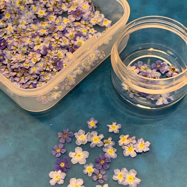 Dried Forget Me Not - Etsy