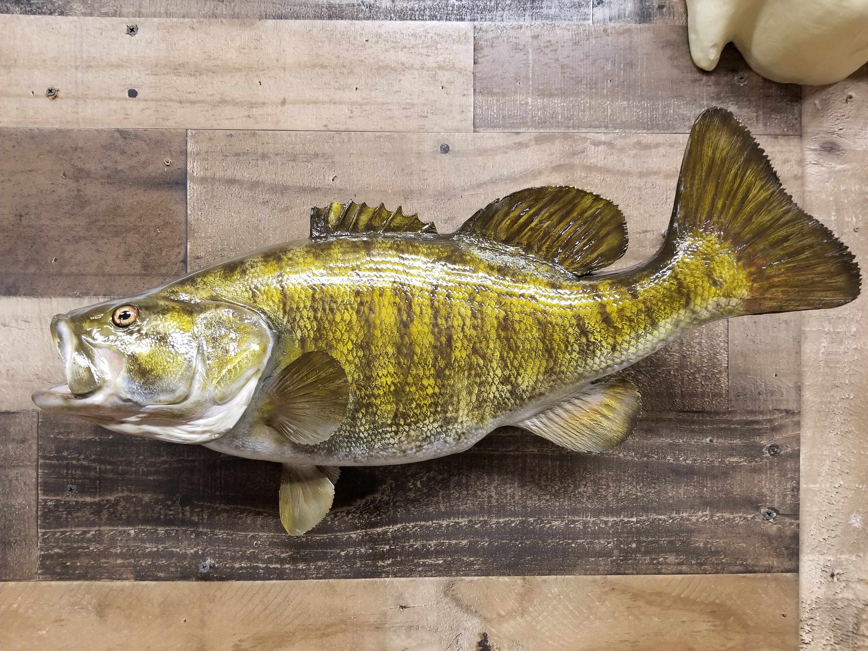 Smallmouth Bass Replica, Premium Fish Replicas. 8 Lbs. 4 Oz. - Etsy