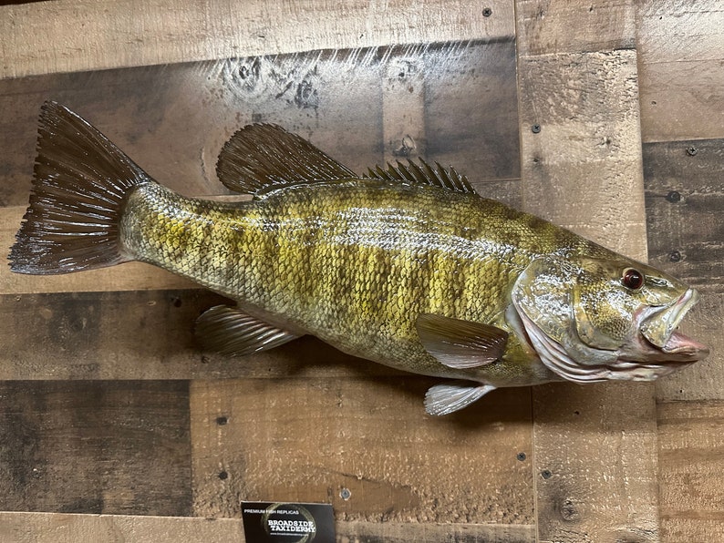 Smallmouth Bass Replica, Premium Fish Replicas. 6lbs. 10 Oz. - Etsy