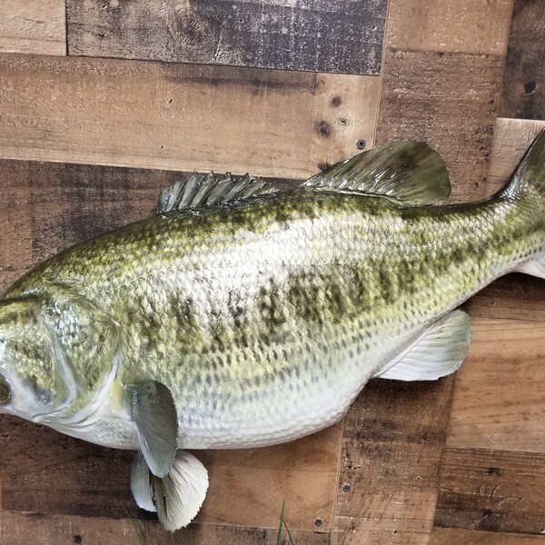 Largemouth Bass Replica - Etsy