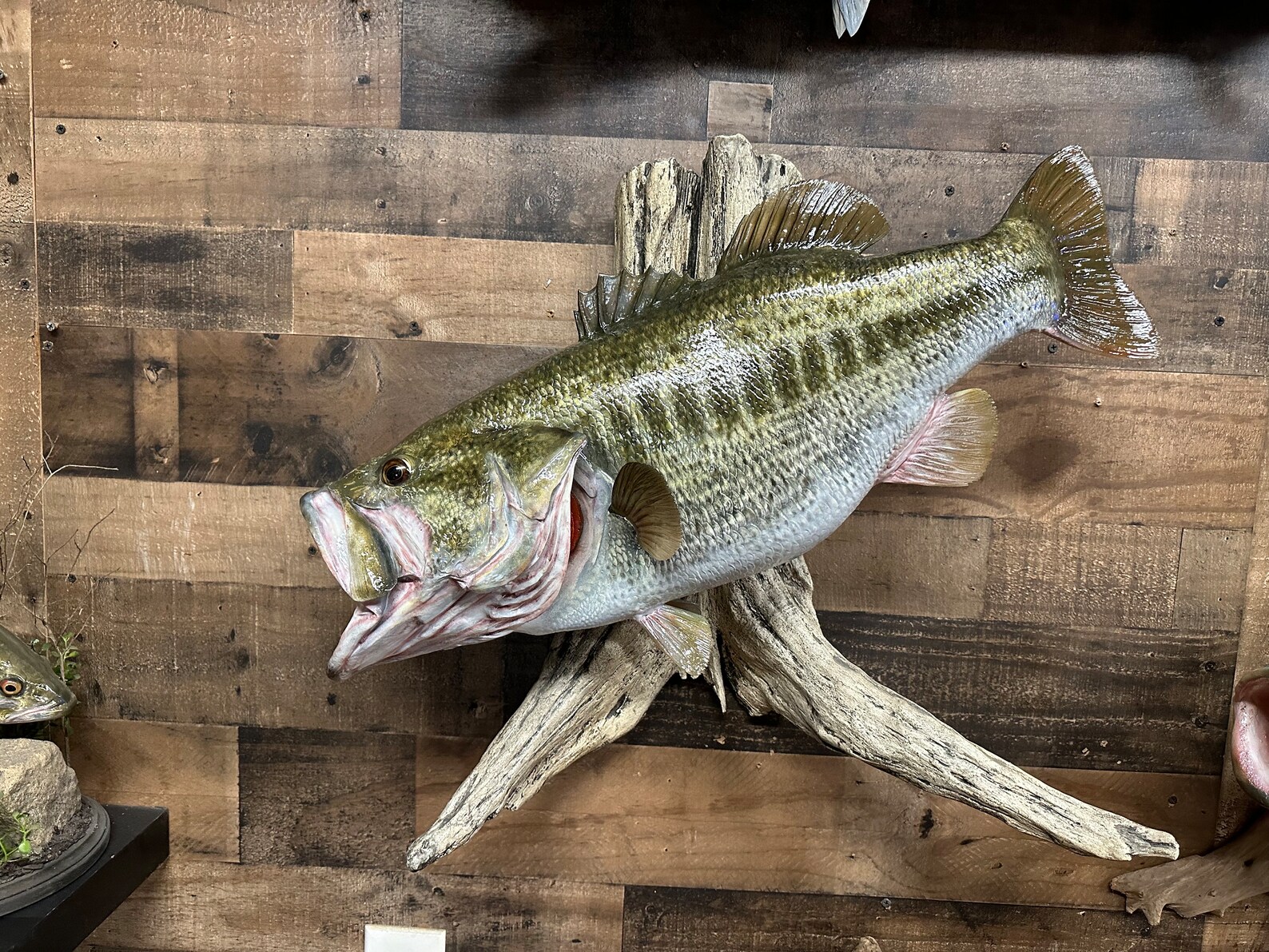 Largemouth Bass Replica, Premium Fish Replicas. 18 Lb. - Etsy