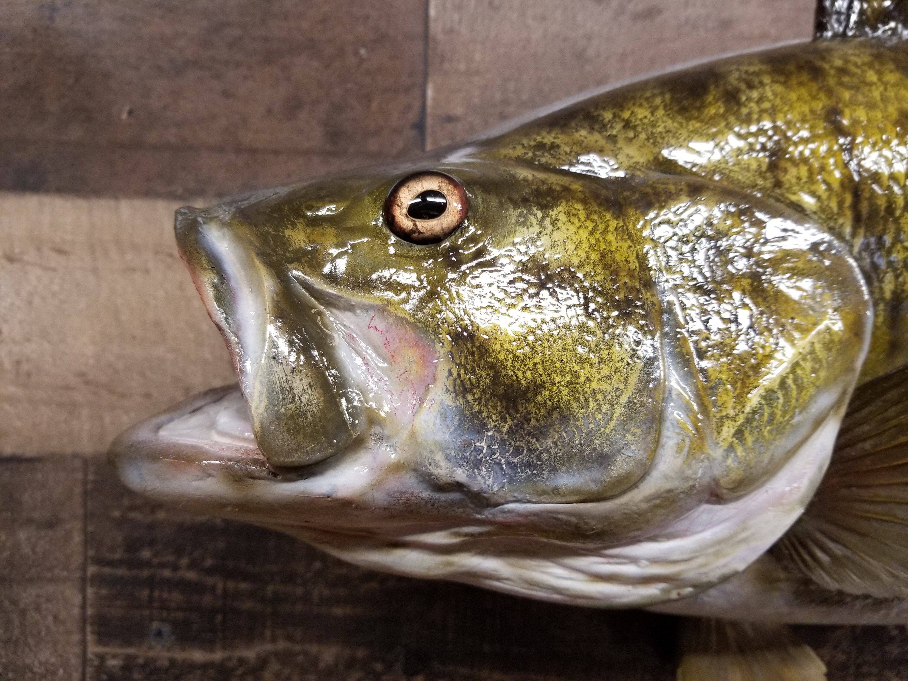 Smallmouth Bass Replica, Premium Fish Replicas. 8 Lbs. 4 Oz. - Etsy