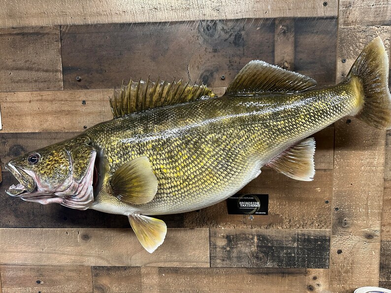 Walleye Replica Premium Fish Replicas - Etsy
