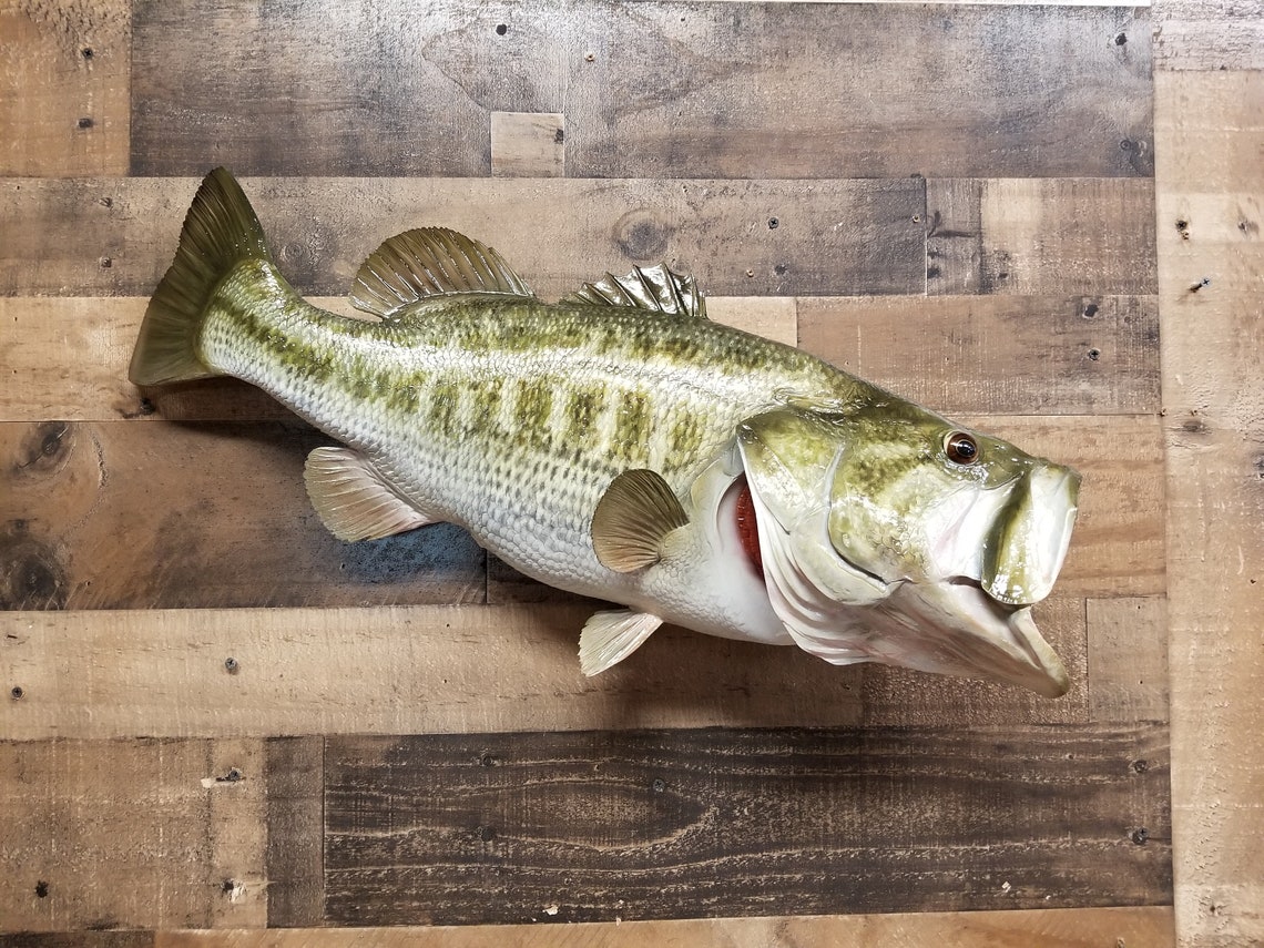 Largemouth Bass Replica Premium Fish Replicas - Etsy