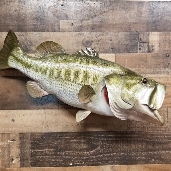 Largemouth Bass Replica - Etsy