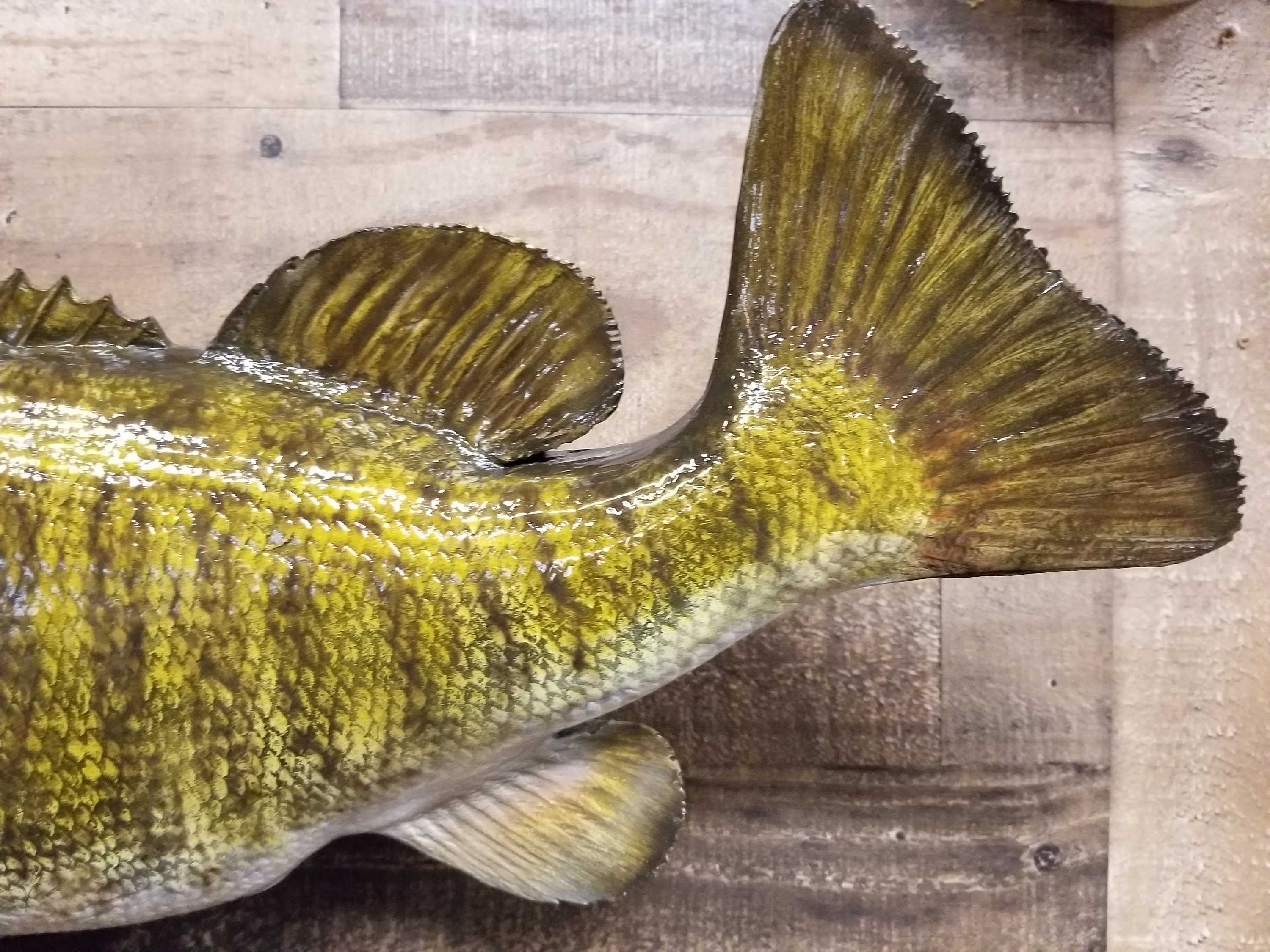 Smallmouth Bass Replica, Premium Fish Replicas. 8 Lbs. 4 Oz. - Etsy