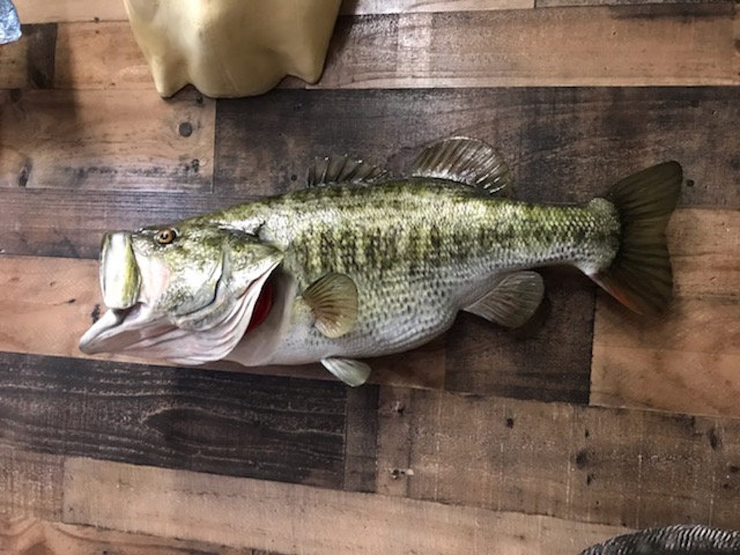 Largemouth Bass Replica, Premium Fish Replicas. 13 Lbs. - Etsy Canada