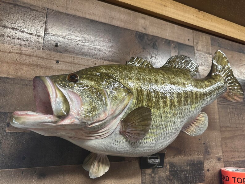 Largemouth Bass Replica, Premium Fish Replicas - Etsy