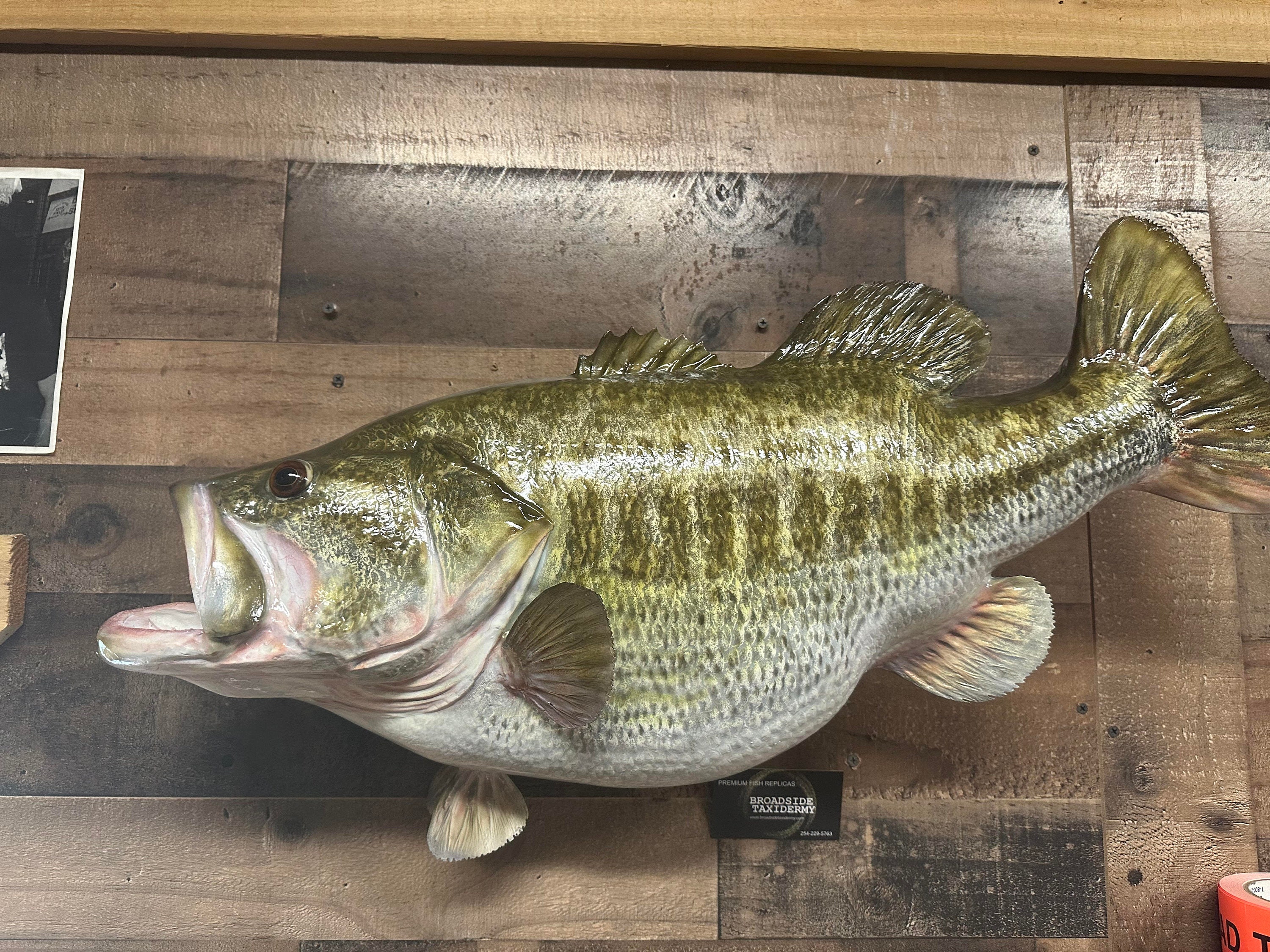 Largemouth Bass Replica, Premium Fish Replicas - Etsy