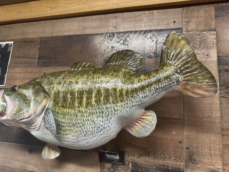 Largemouth Bass Replica, Premium Fish Replicas - Etsy