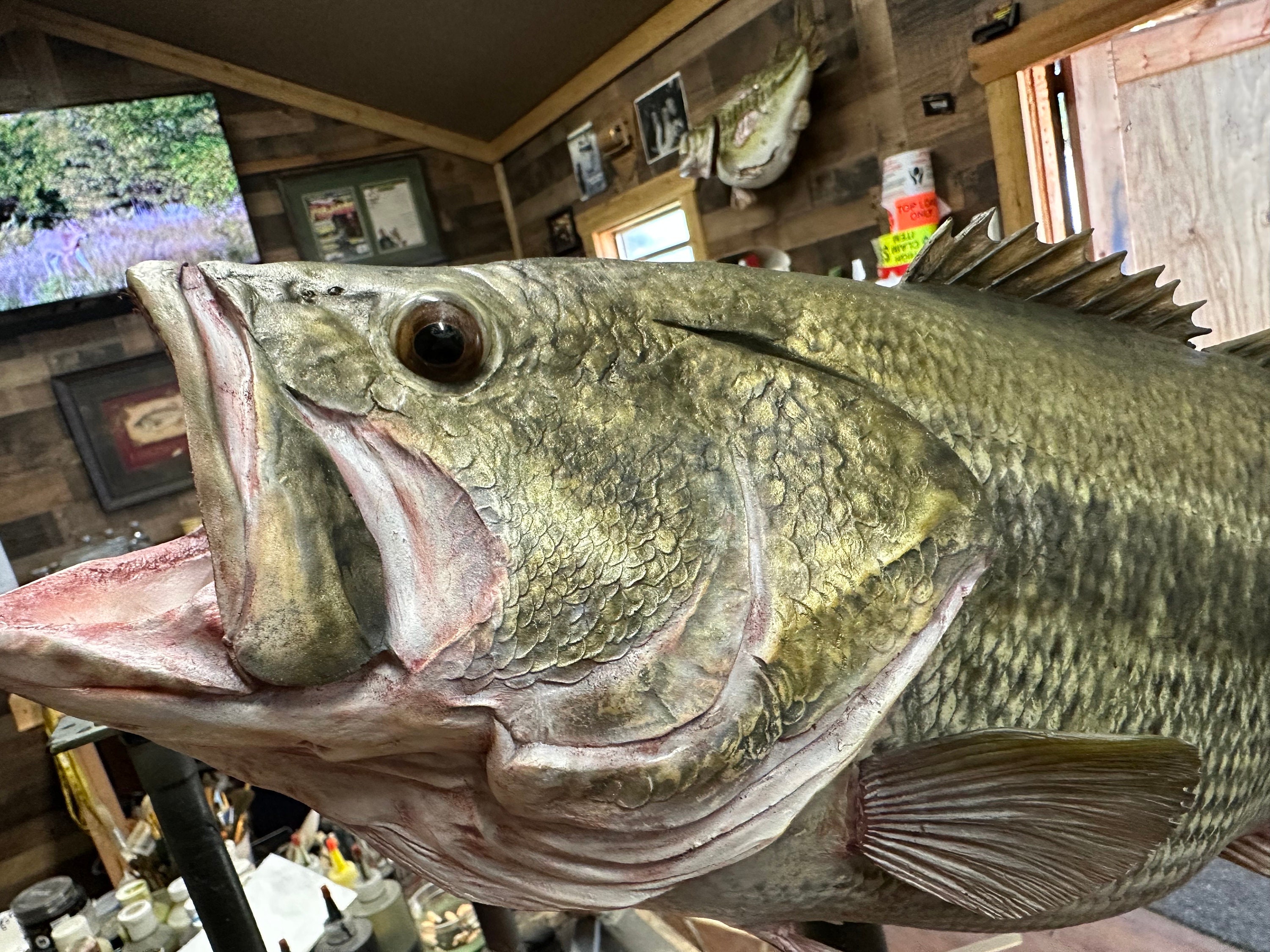 Largemouth Bass Replica, Premium Fish Replicas. 9 Lb. 8 Oz. - Etsy